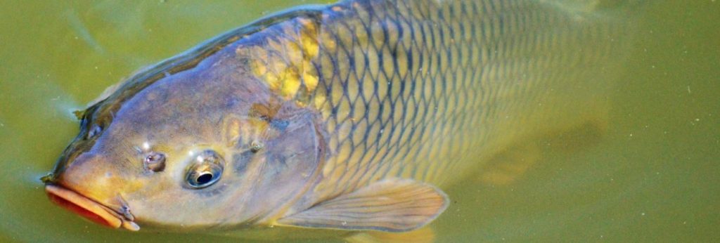 Beginn der Karpfensaison – Kreis- Angelfischereiverband Ilmenau e.V.